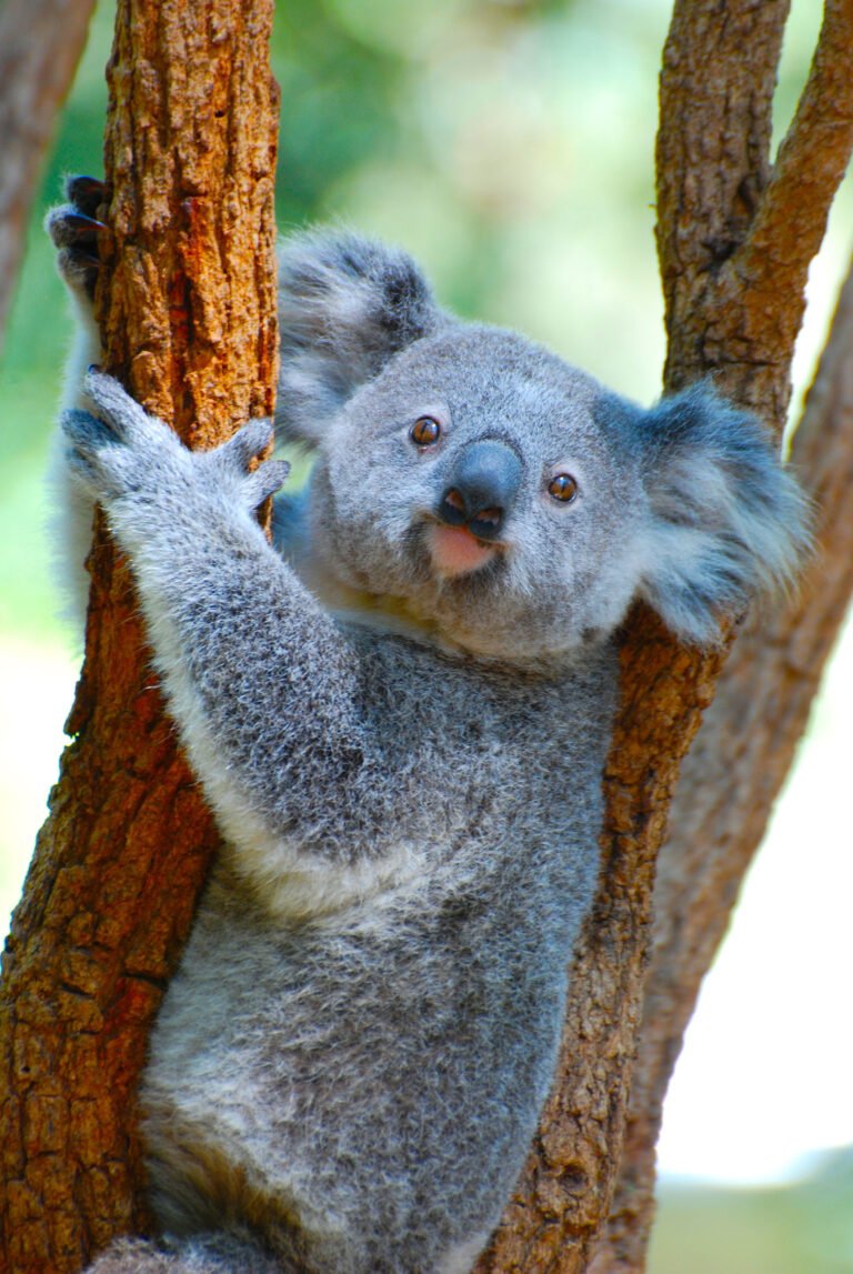 Home - Brisbane Tourism Information